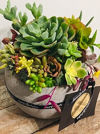 Succulent Bowls Perth for Gifts and Gardening - Made with Love.